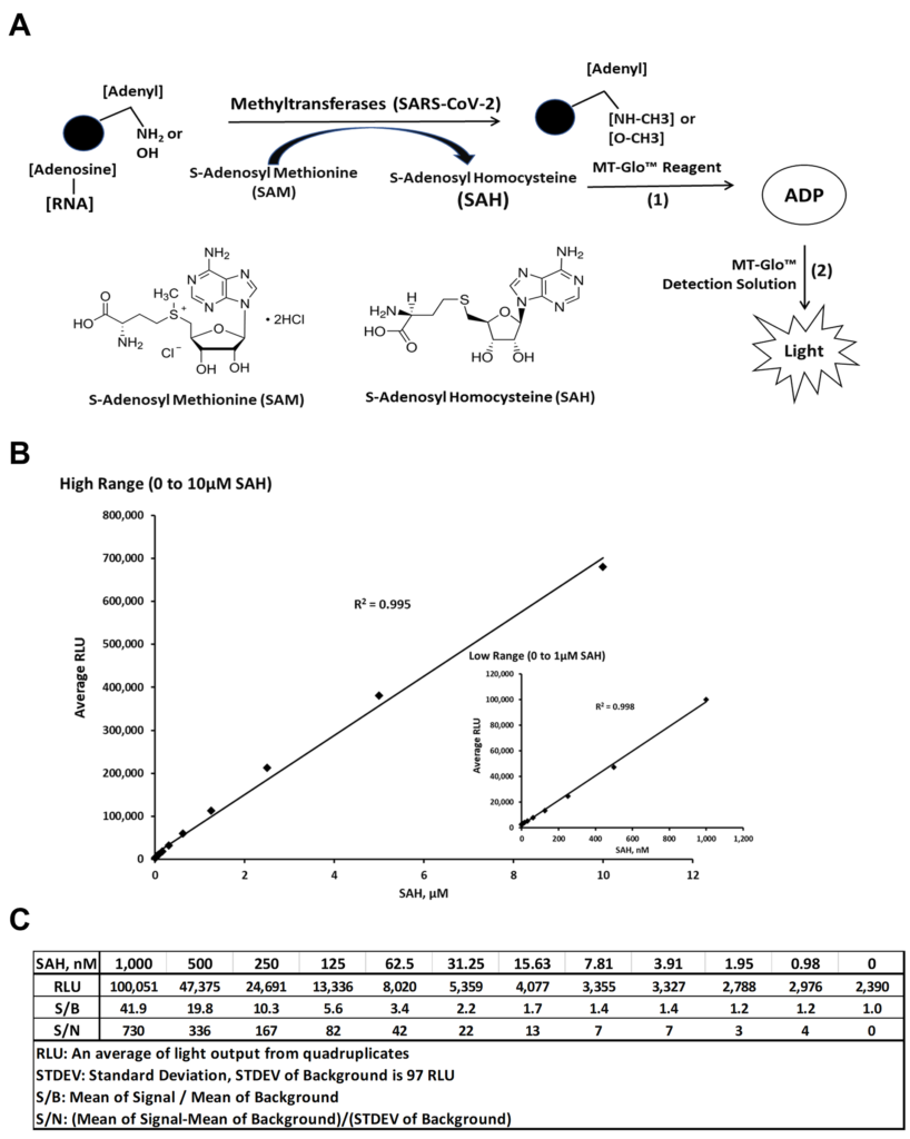High Throughput Bioluminescent Assay - The Daily Scientist